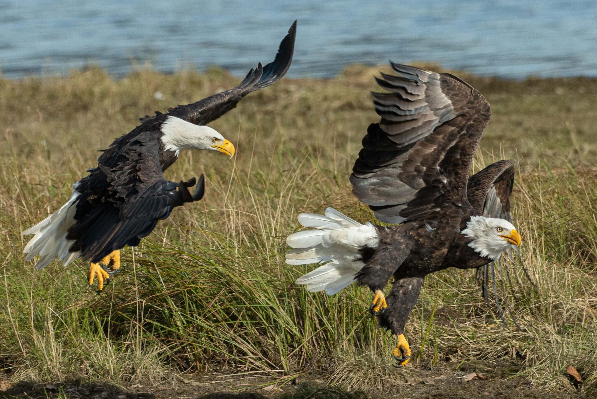 Characteristics Of The Eagle, Its Habitat, And Majestic World - Wowtovisit